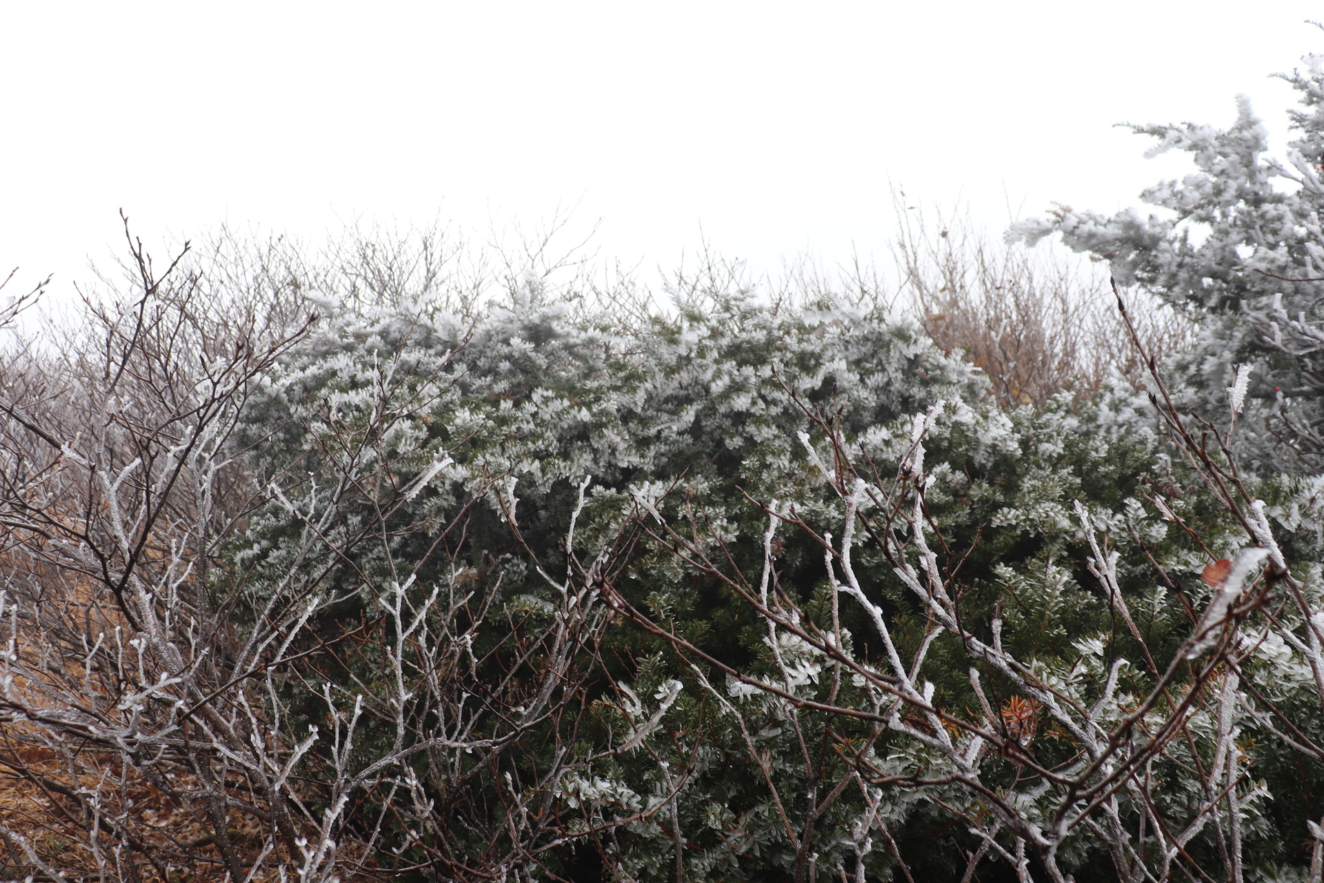 蔵王山～刈田岳、熊野岳: 降魔成道のオフタイム3