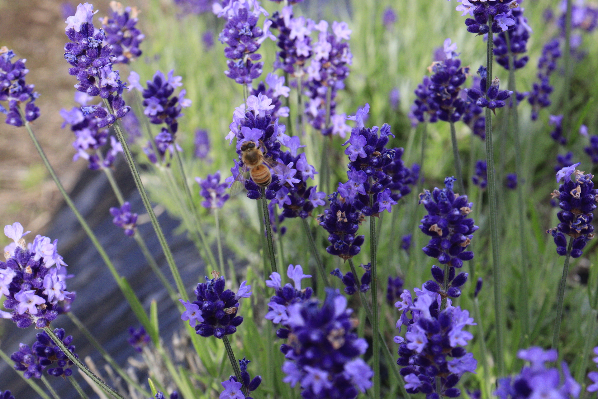 ミツバチとラベンダー: 降魔成道のオフタイム3