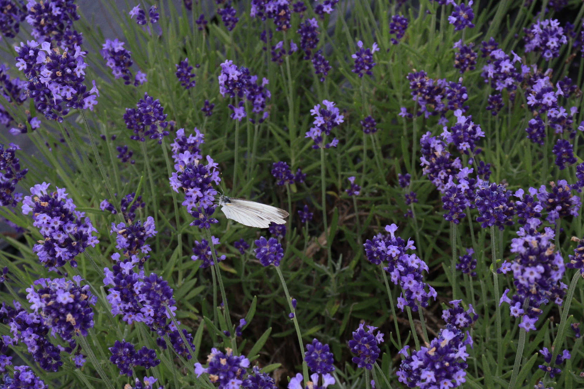 ミツバチとラベンダー: 降魔成道のオフタイム3