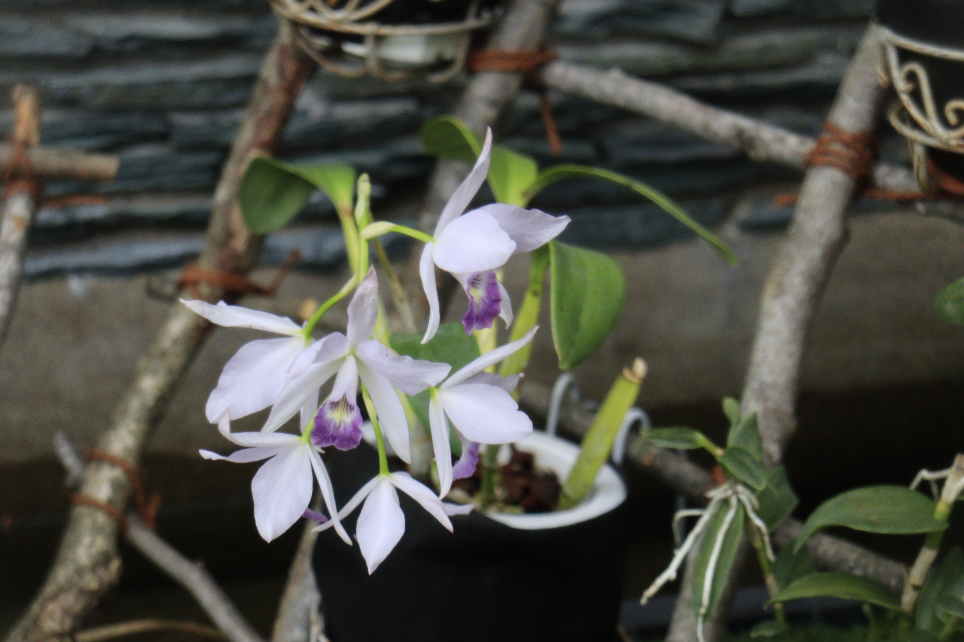 秋田県立農業科学館 洋ランフェスタ 2024: 降魔成道のオフタイム3